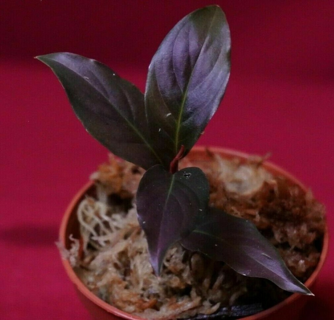 Rhodospatha Species "purple" US Grown Rare Aroid NOT TC - Etsy
