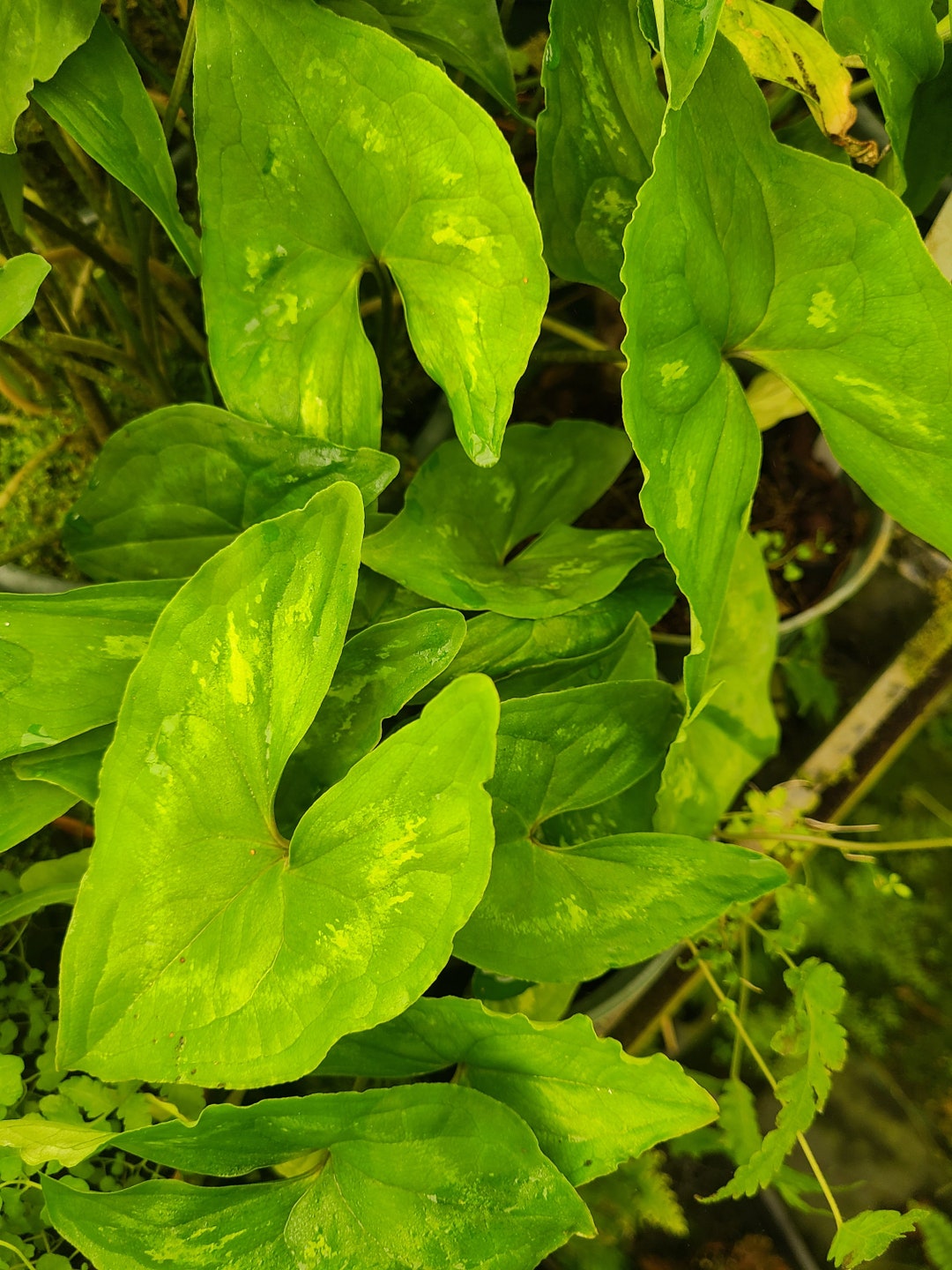 Ulearum Donburnsii Rare Aroid Plant US Grown NOT TC - Etsy