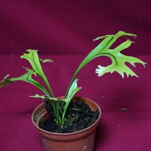 Microsorum Crested Dragon Whisker Rare Fern NOT TC - Etsy