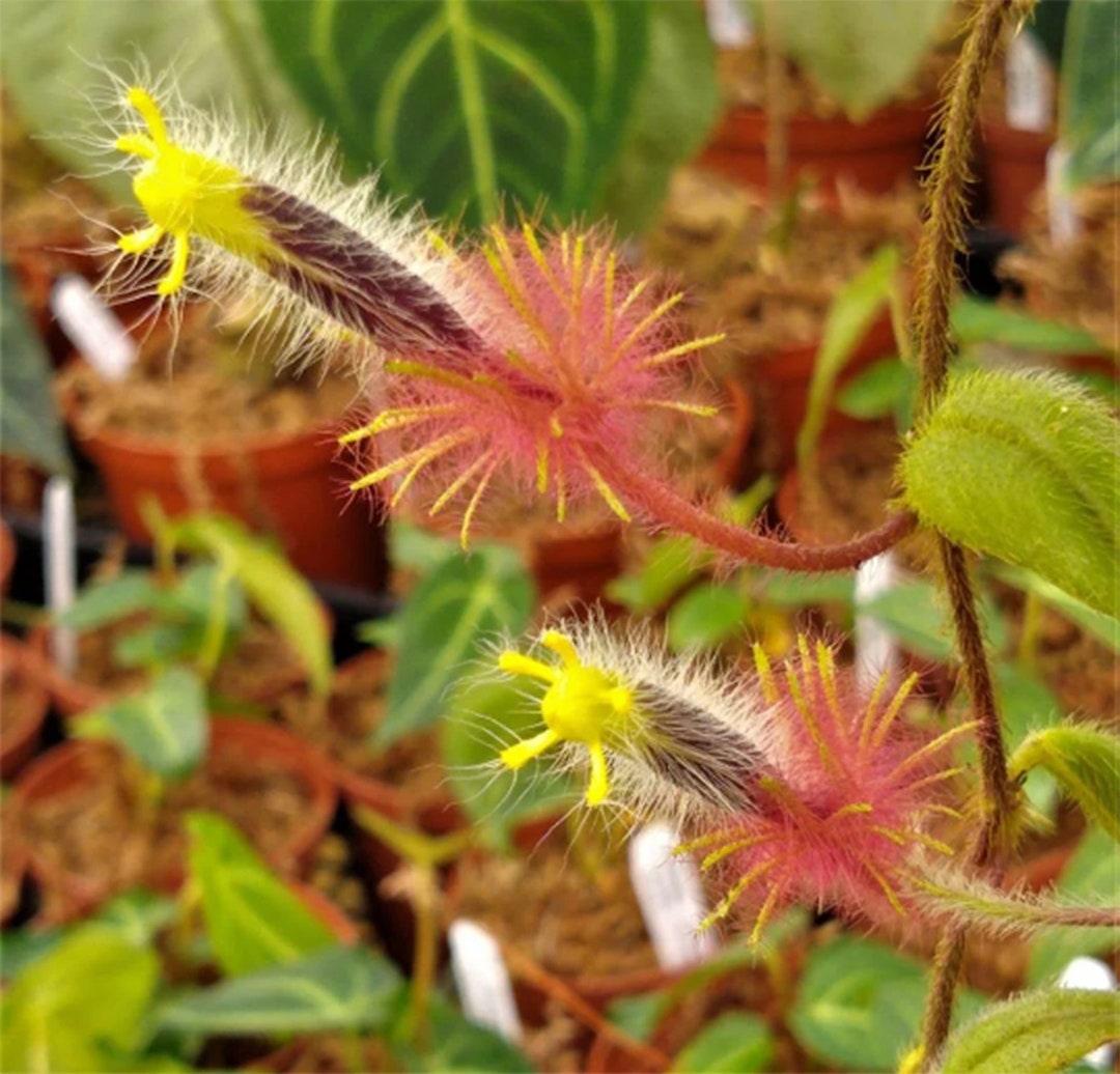 Columnea Minor Rare Gesneriad NOT TC - Etsy