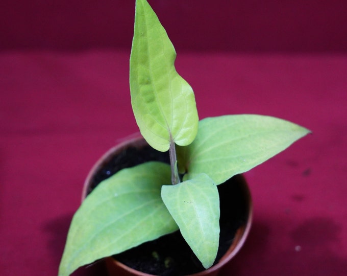 Piper Macropiper Variegated Revert US Grown Rare Terrarium Plant NOT TC ...