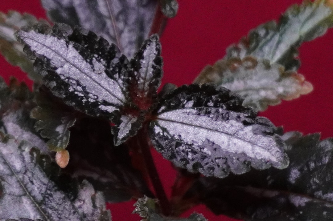 Pilea Species Ex Ecuador 2" Pot Rare Terrarium Plant NOT TC - Etsy