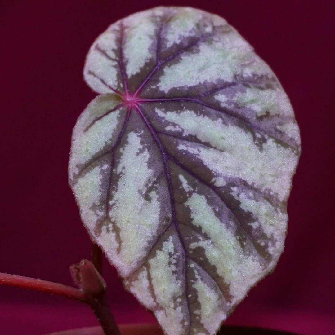 Begonia U540 2" Pot Rare Plant NOT TC - Etsy