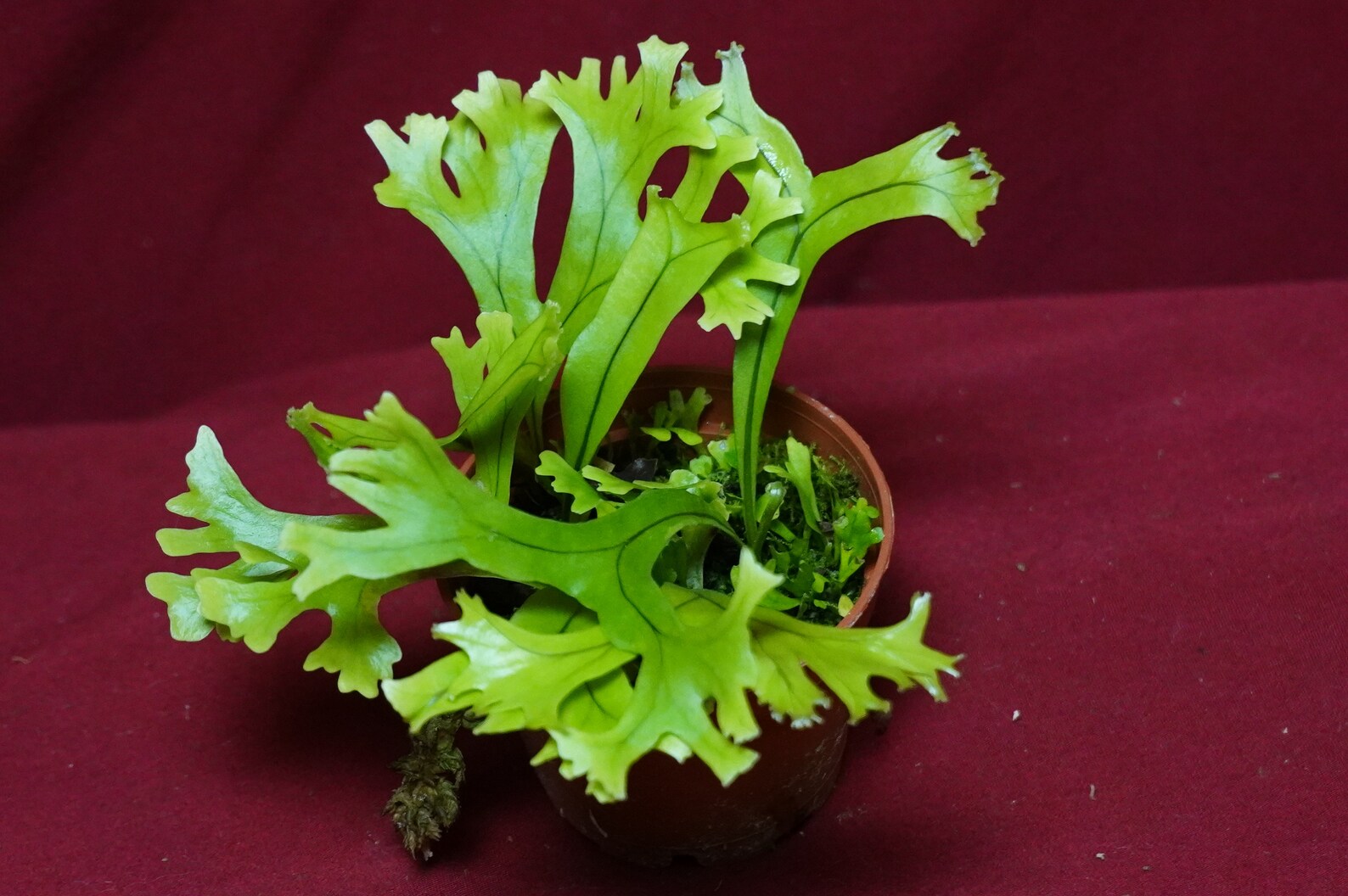 Microsorum Crested Dragon Whisker Rare Fern - Etsy