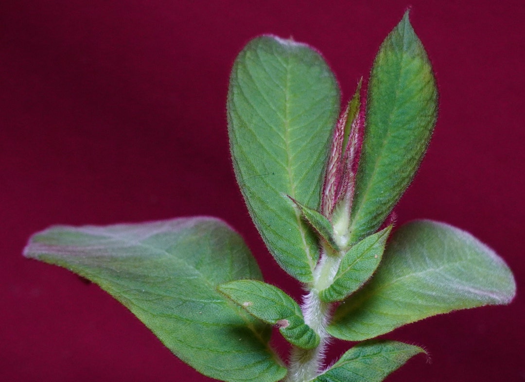 Columnea Tessmannii Rare Gesneriad NOT TC - Etsy
