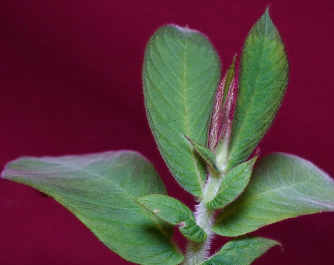 Columnea Tessmannii Rare Gesneriad NOT TC - Etsy