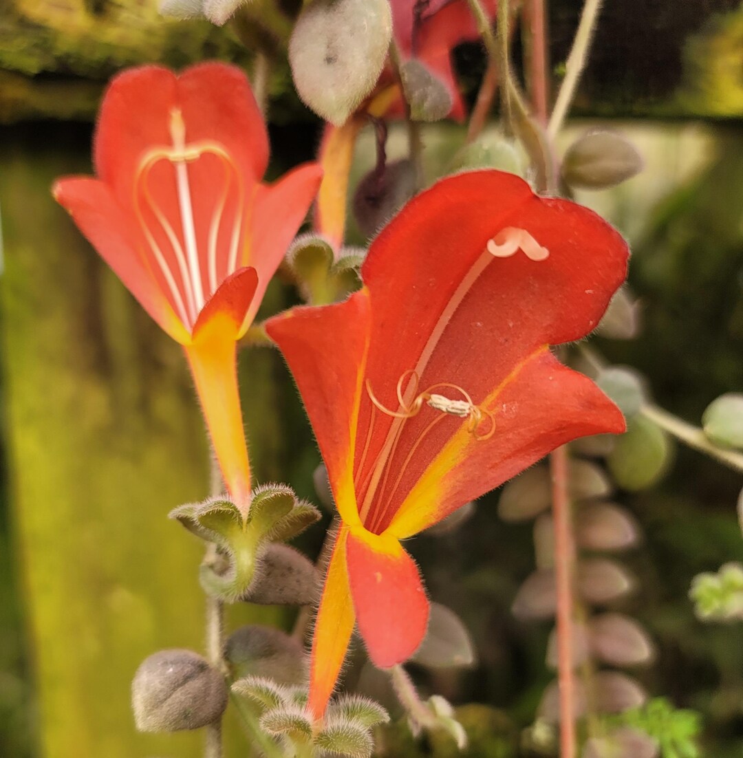 Columnea Gloriosa Wild Type Rare Gesneriad NOT TC - Etsy