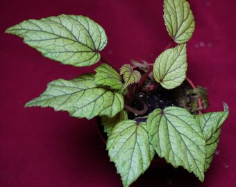 Begonia Rare | Etsy
