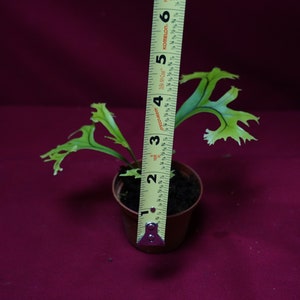 Microsorum Crested Dragon Whisker Rare Fern - Etsy