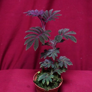 Solanum Ulearum US Grown Rare Terrarium Plant NOT TC - Etsy