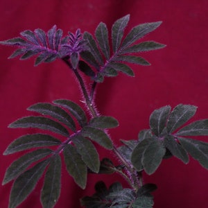Solanum Ulearum US Grown Rare Terrarium Plant NOT TC - Etsy
