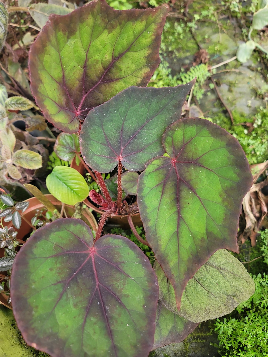 Begonia Handelii X Rex Cultorum 3 Pot Rare Plant NOT TC - Etsy