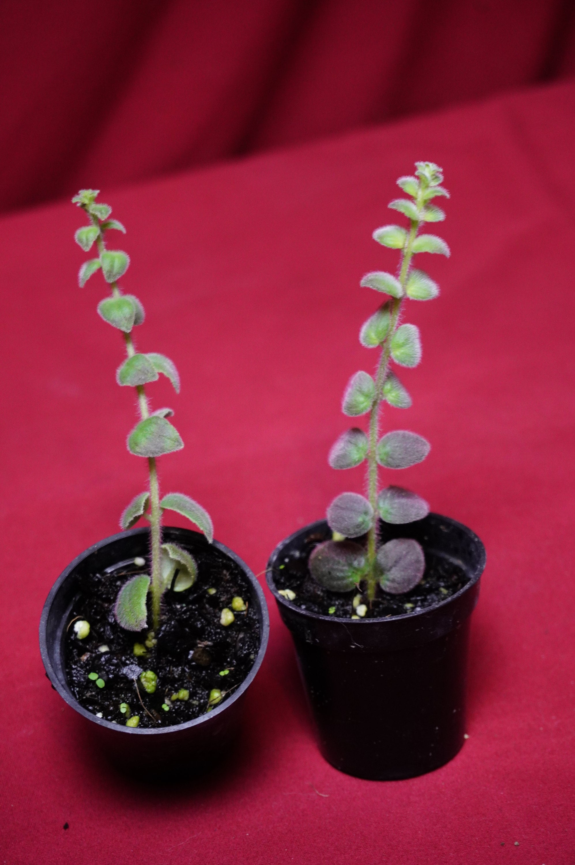 Columnea Gloriosa Wild Type Rare Gesneriad NOT TC - Etsy