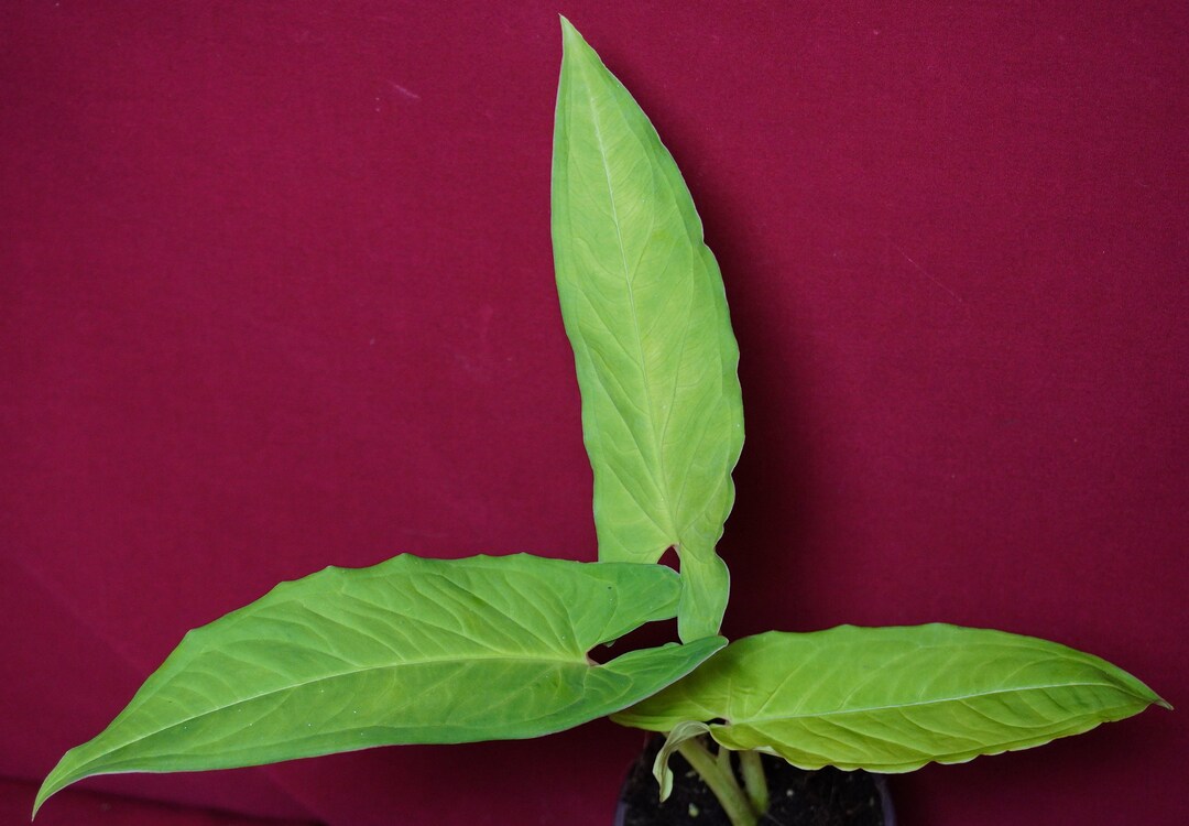 Chlorospatha Species US Grown Rare Aroid NOT TC - Etsy