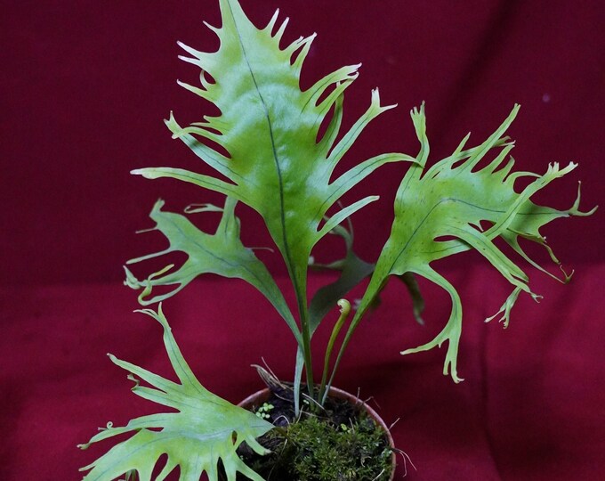 NOID Rare Fern Species NOT TC - Etsy