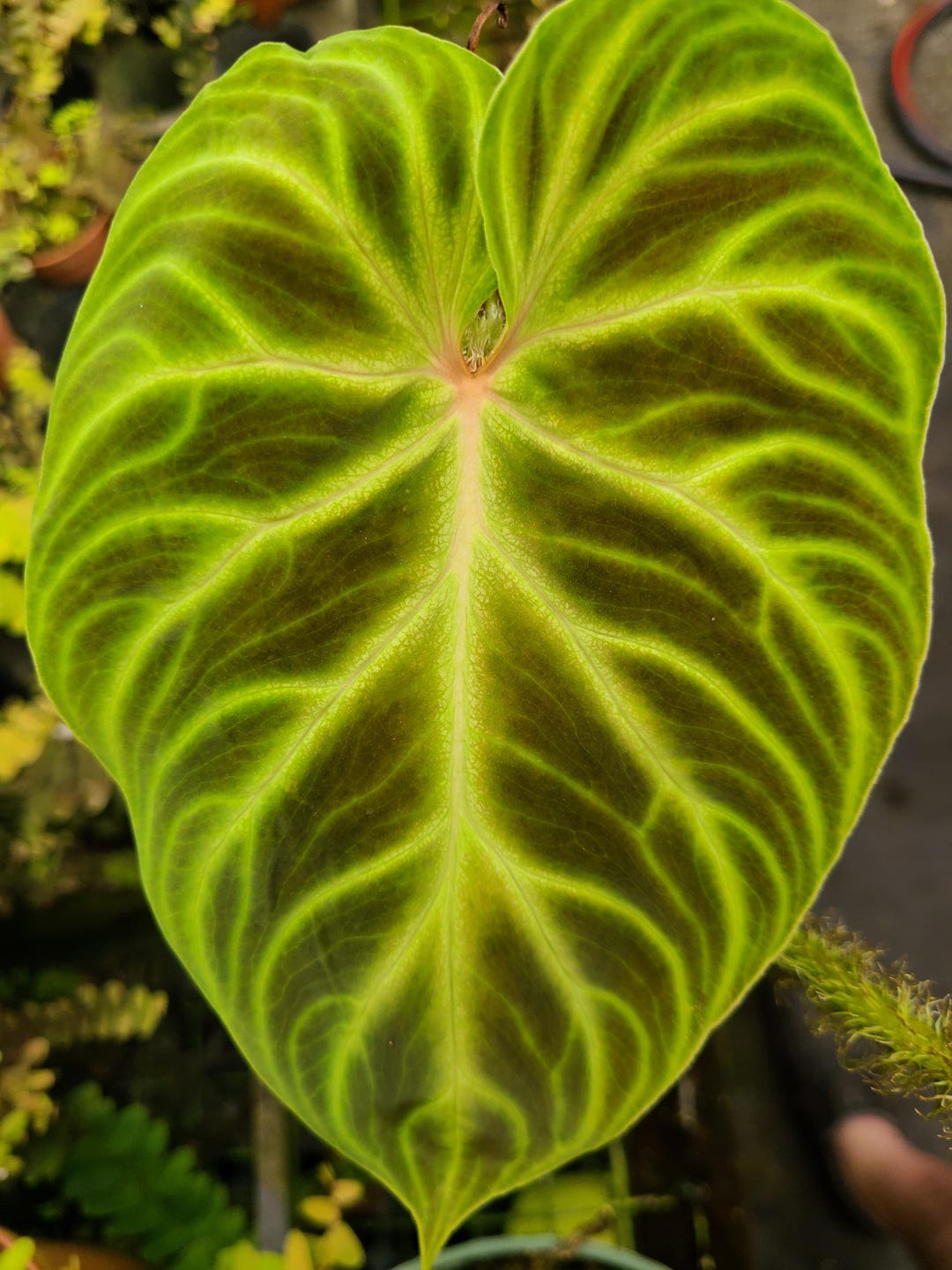 Philodendron Verrucosum Fantasy Small Plants Rare Aroid Plant NOT TC - Etsy