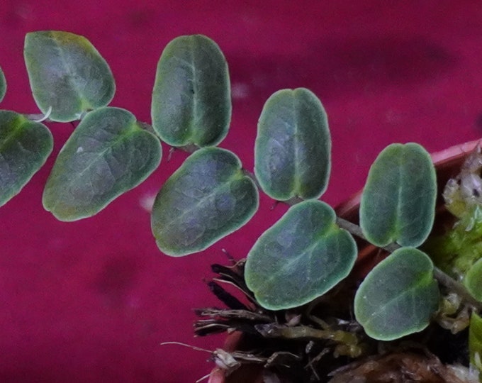 Marcgravia Species 2 Pot Rare Plant NOT TC - Etsy