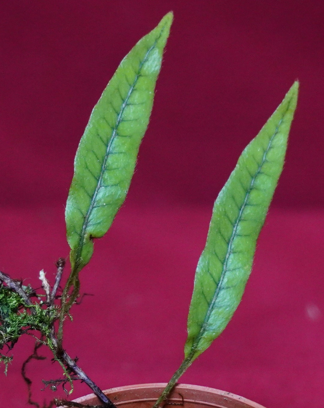 Microgramma Reptans Rare Terrarium Fern NOT TC - Etsy