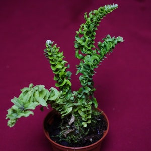 Nephrolepis Species "mini Crested" Boston Fern NOT TC - Etsy