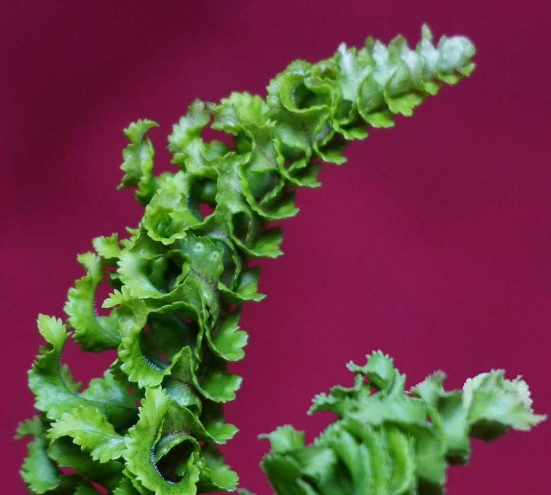 Nephrolepis Species "mini Crested" Boston Fern NOT TC - Etsy