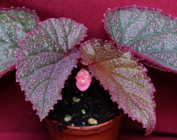 Begonia U062 2" Pot Rare Plant NOT TC - Etsy