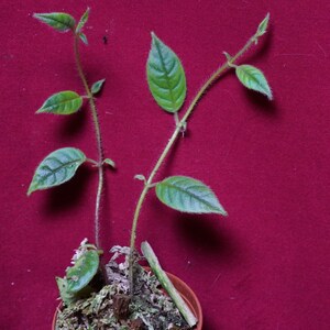 Columnea Minor Rare Gesneriad NOT TC - Etsy