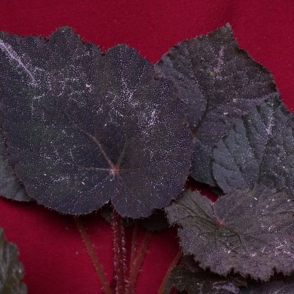 Begonia Plant - Etsy