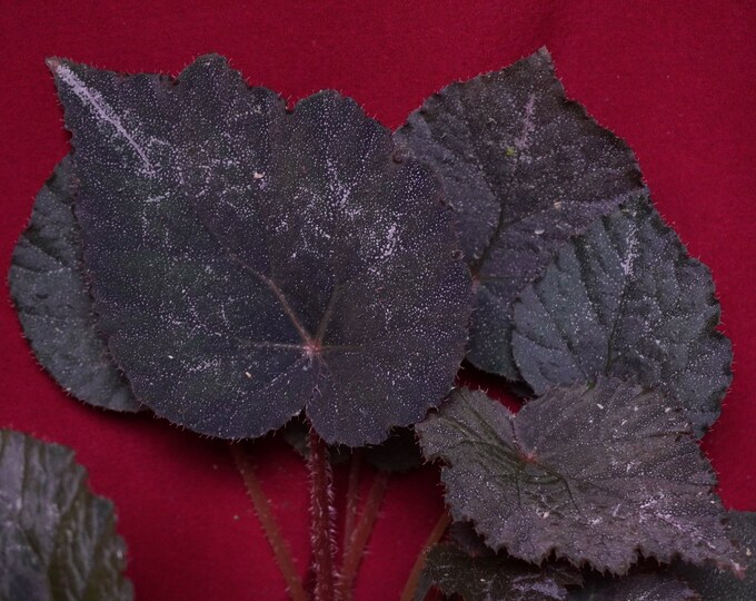 Begonia U485 US Grown Rare Plant NOT TC - Etsy