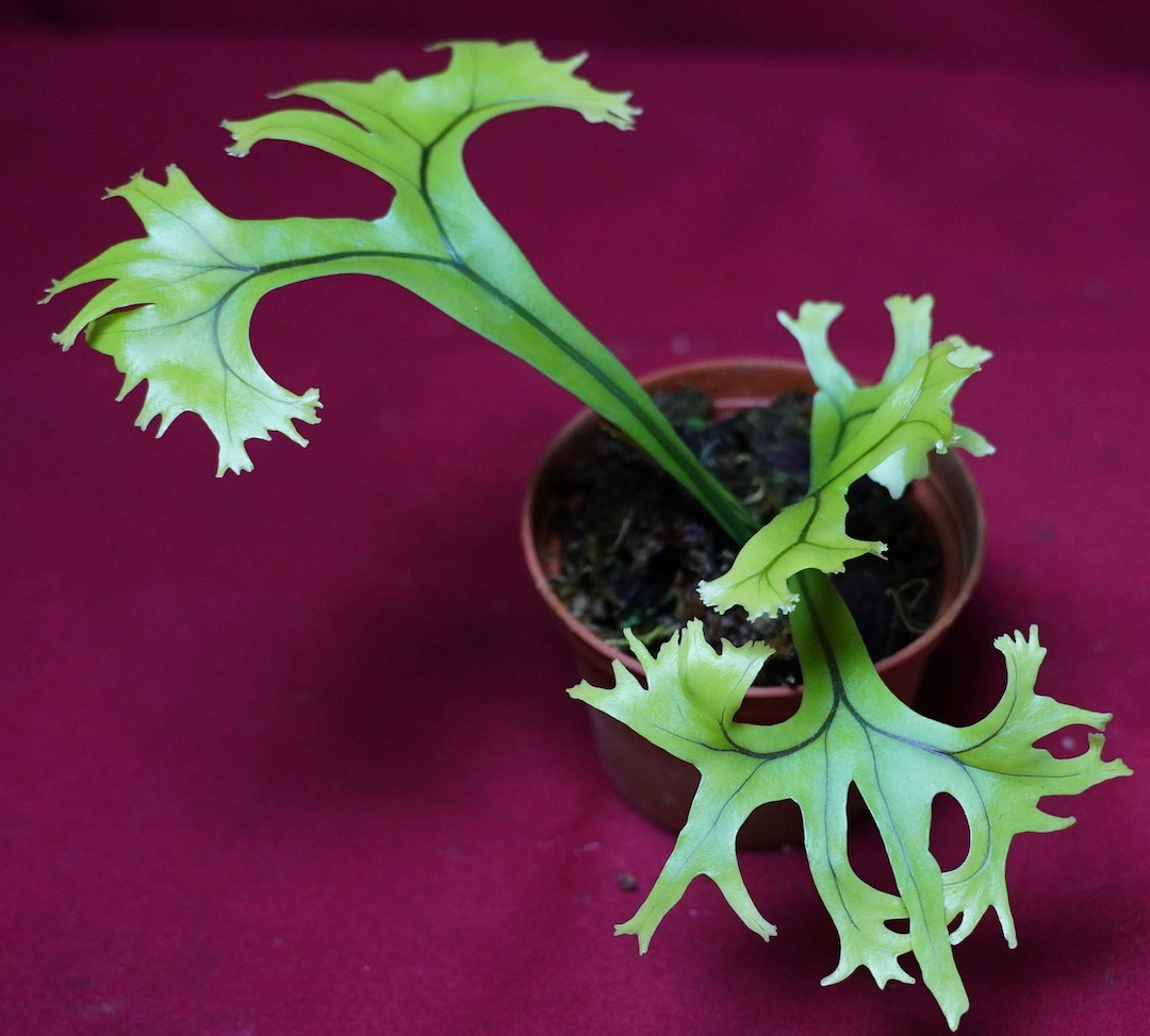 Microsorum Crested Dragon Whisker Rare Fern NOT TC - Etsy