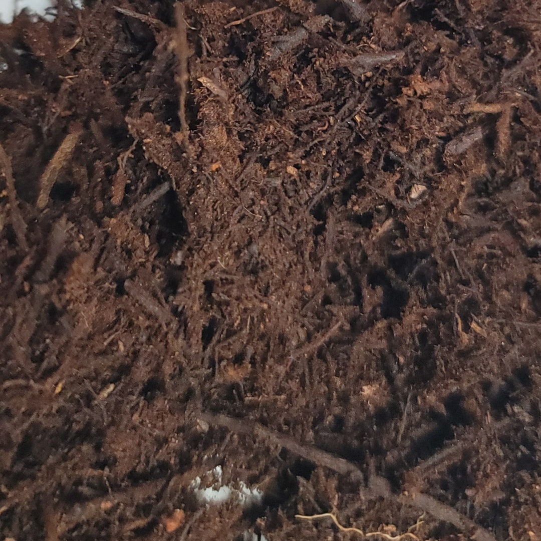 Premium New Zealand Tree Fern Fiber Potting Material - Etsy