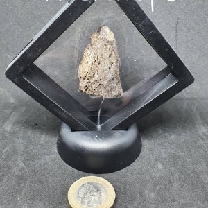 Dinosaur Bone in Display Case - Etsy UK