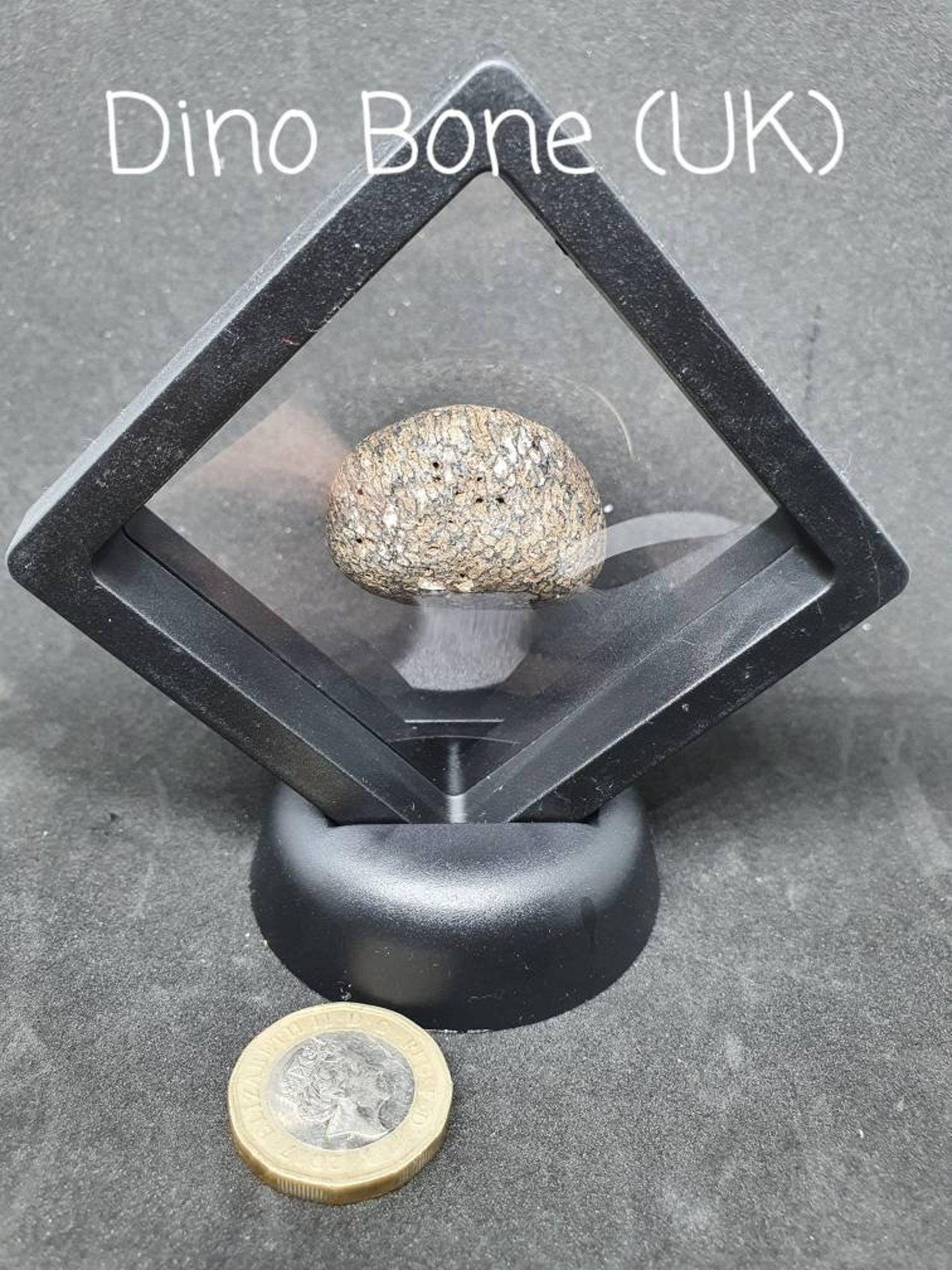 Dinosaur Bone in Display Case - Etsy UK