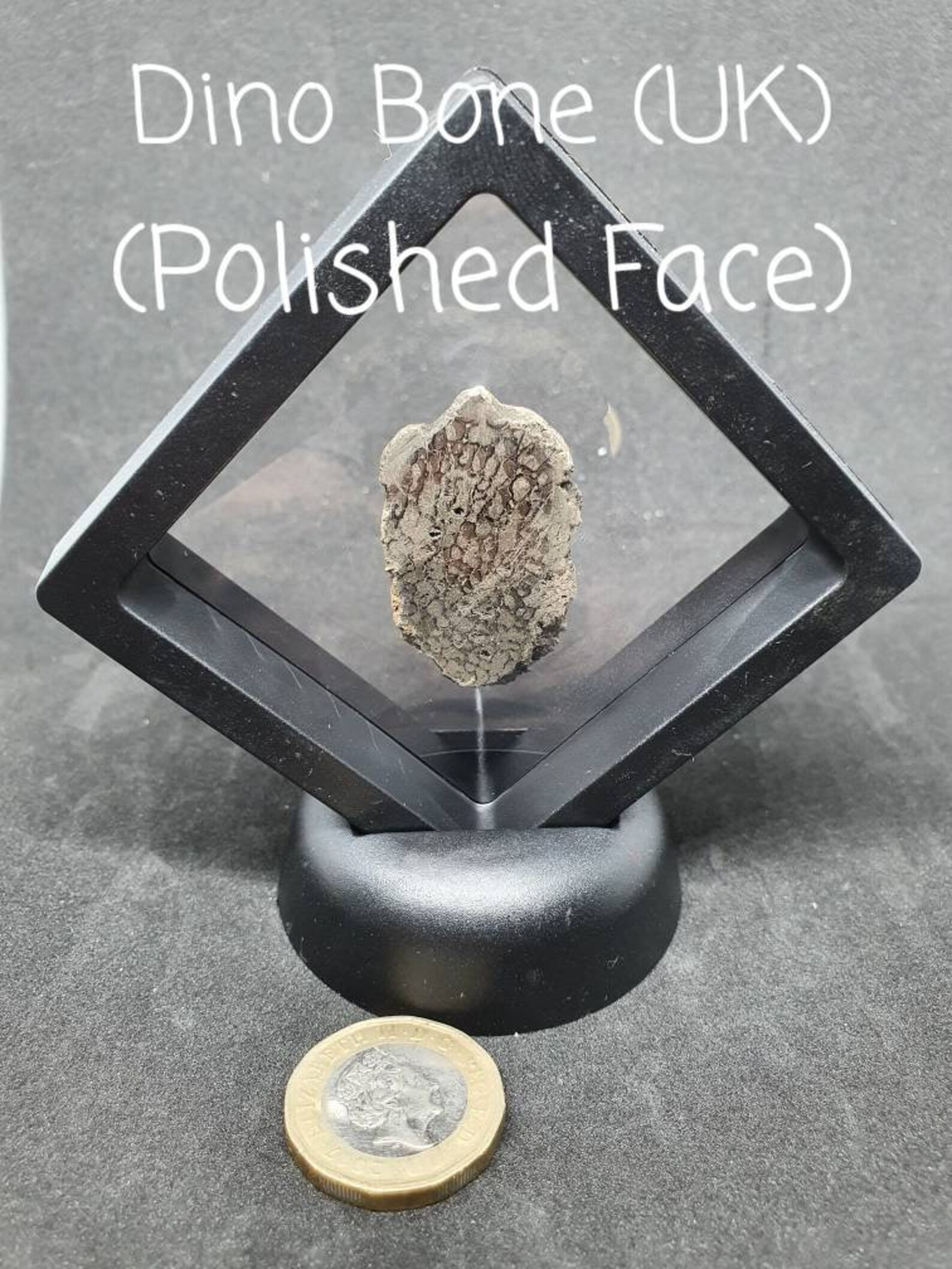 Dinosaur Bone In Display Case | Etsy