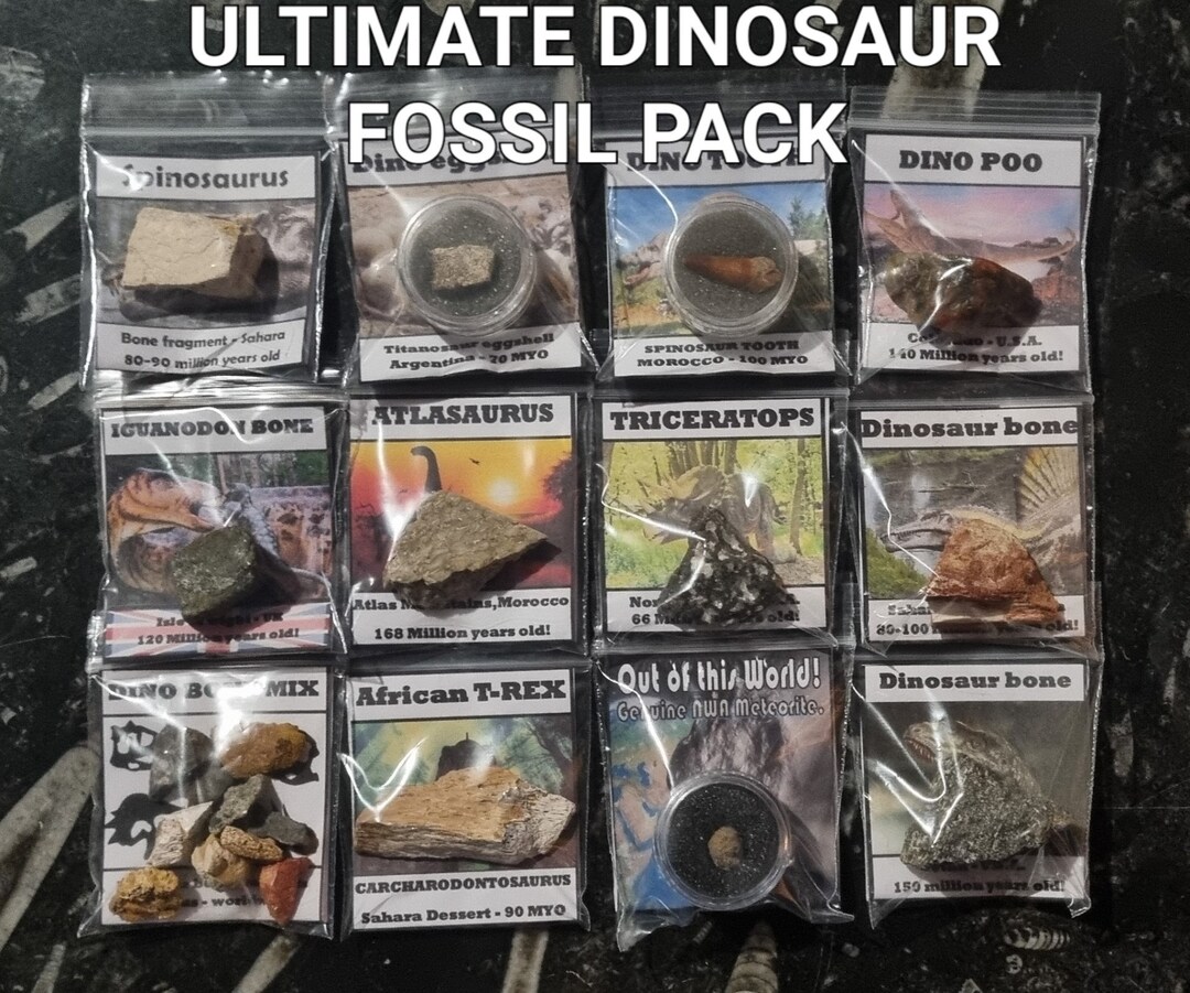 Dinosaur Fossil Ultimate Collection - Etsy