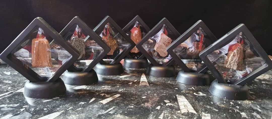 Dinosaur Bone in Display Case - Etsy UK