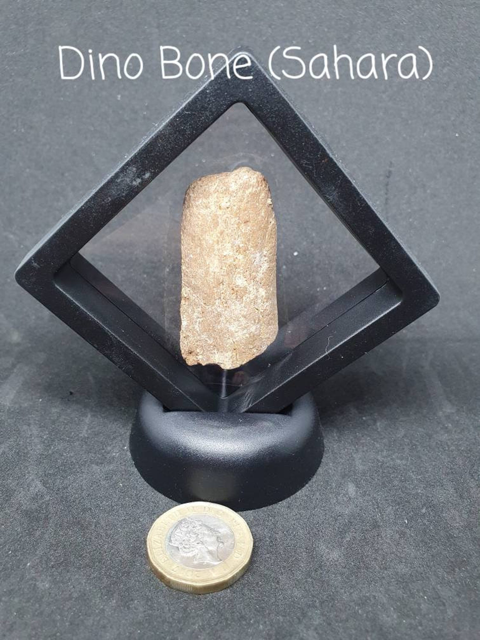 Dinosaur Bone In Display Case | Etsy