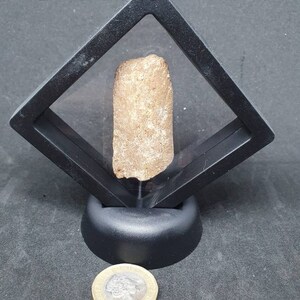 Dinosaur Bone in Display Case - Etsy UK