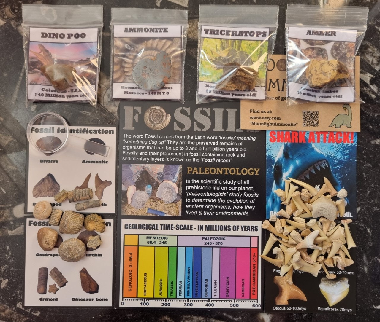 Fossil Starter Collection | Etsy