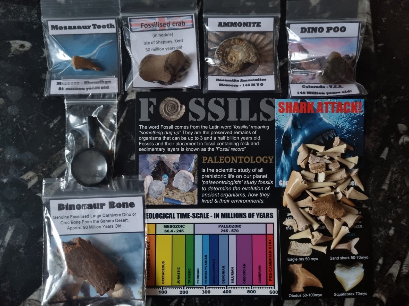 Fossil Starter Collection - Etsy