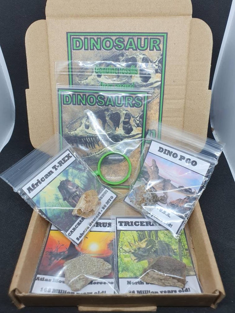 Dinosaur Fossils Gift Box - Etsy UK
