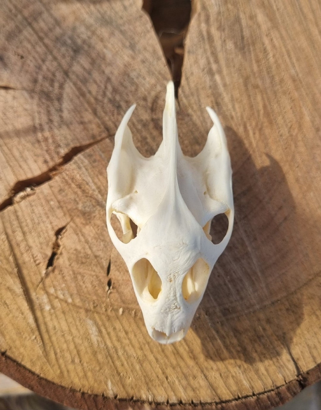 DRAGON Turtle Skull in Display Case - Etsy