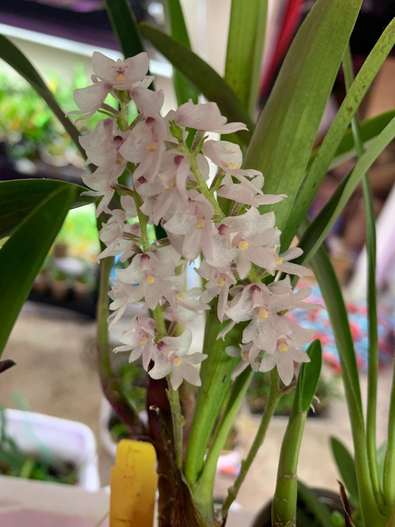 Eria Spicata. Orchid Species. Easy to Grow. 3 Inch Pot. - Etsy