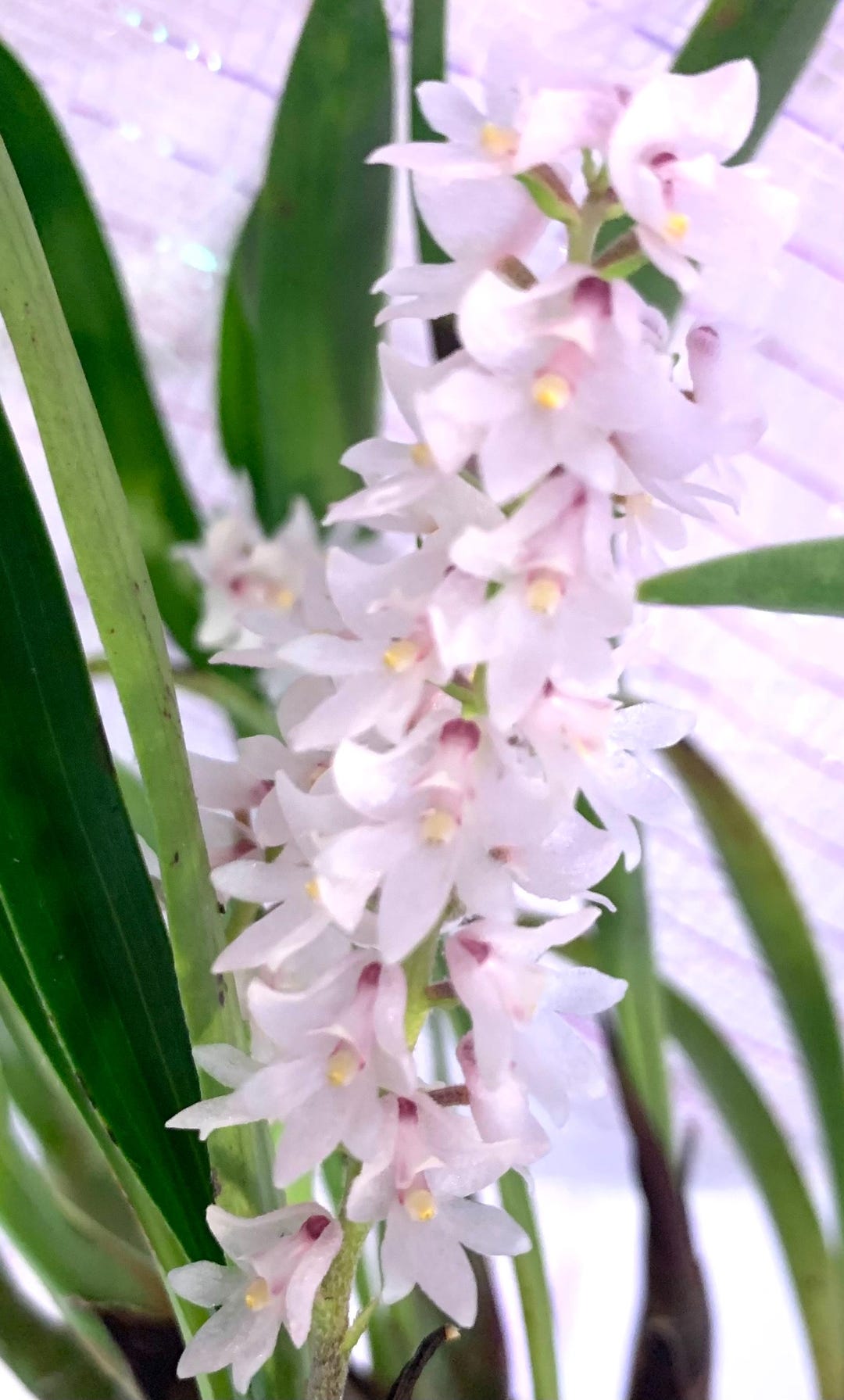 Eria Spicata. Orchid Species. Easy to Grow. 3 Inch Pot. - Etsy