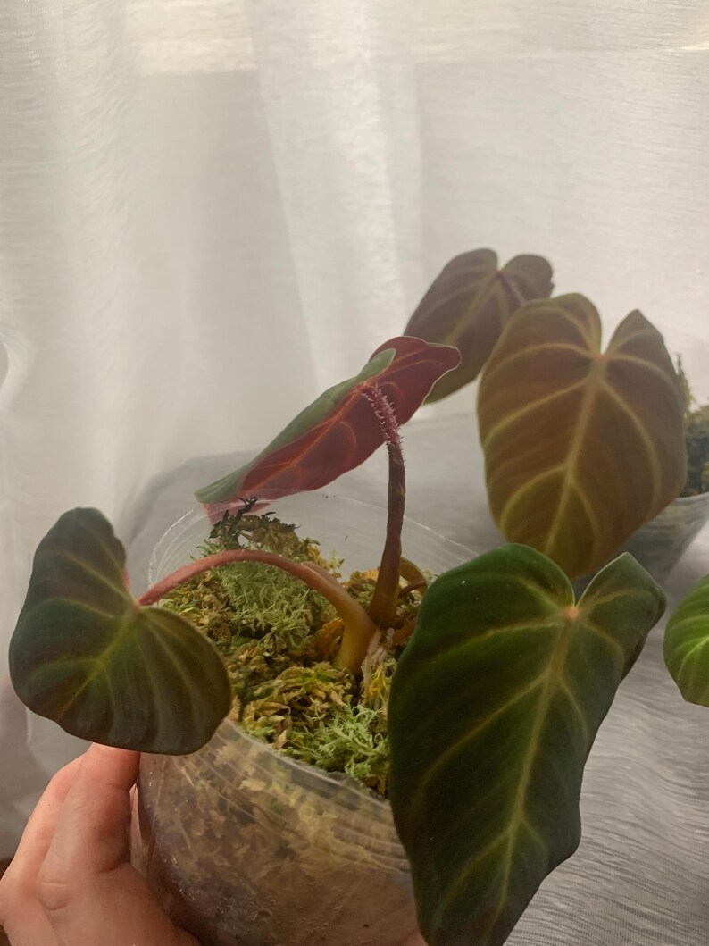 Philodendron Verrucosum Amazon Sunset. Starter. Rare Plant. Easy to ...