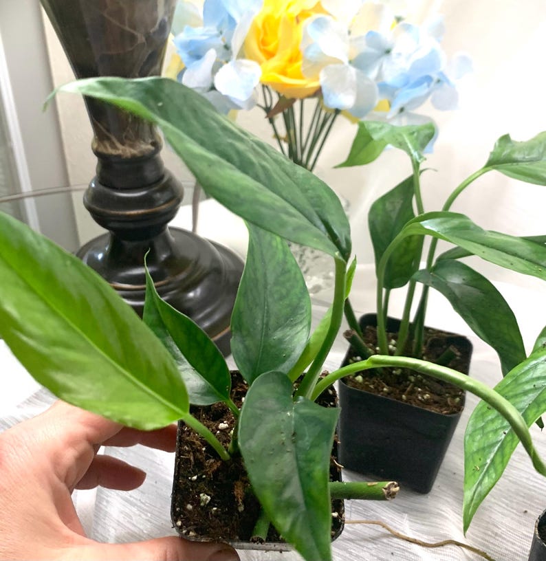 Baltic Blue Pothos, Epipremnum Pinnatum, Rooted Starter. - Etsy