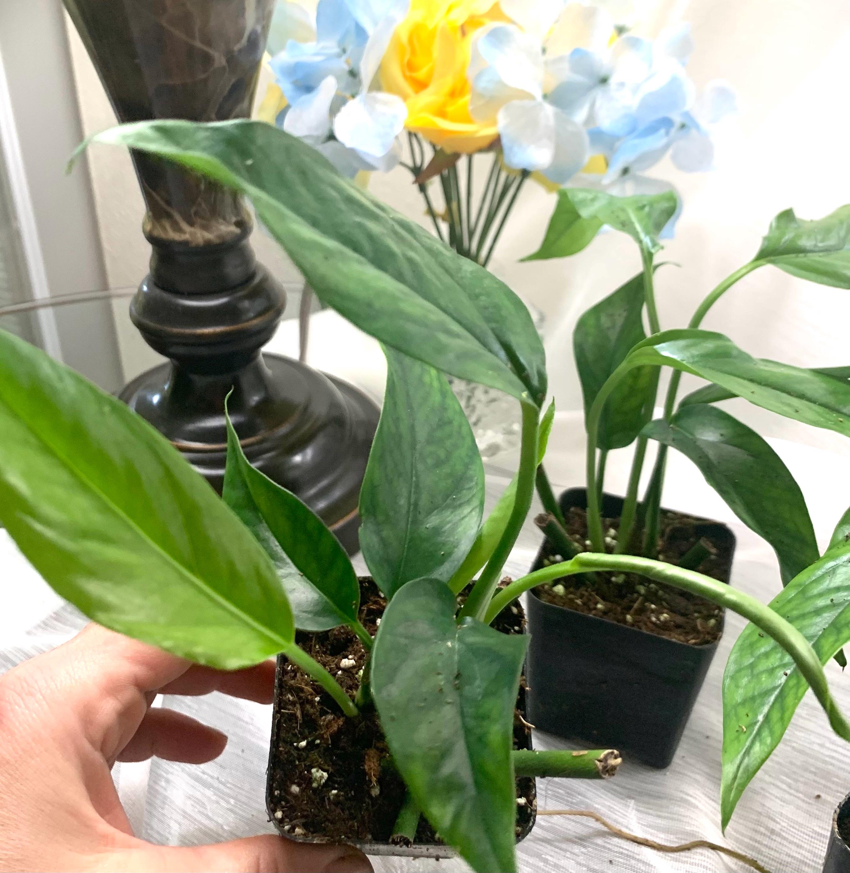 Baltic Blue Pothos, Epipremnum Pinnatum, Rooted Starter. - Etsy