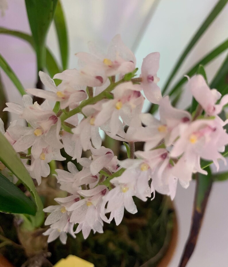 Eria Spicata. Orchid Species. Easy to Grow. 3 Inch Pot. - Etsy