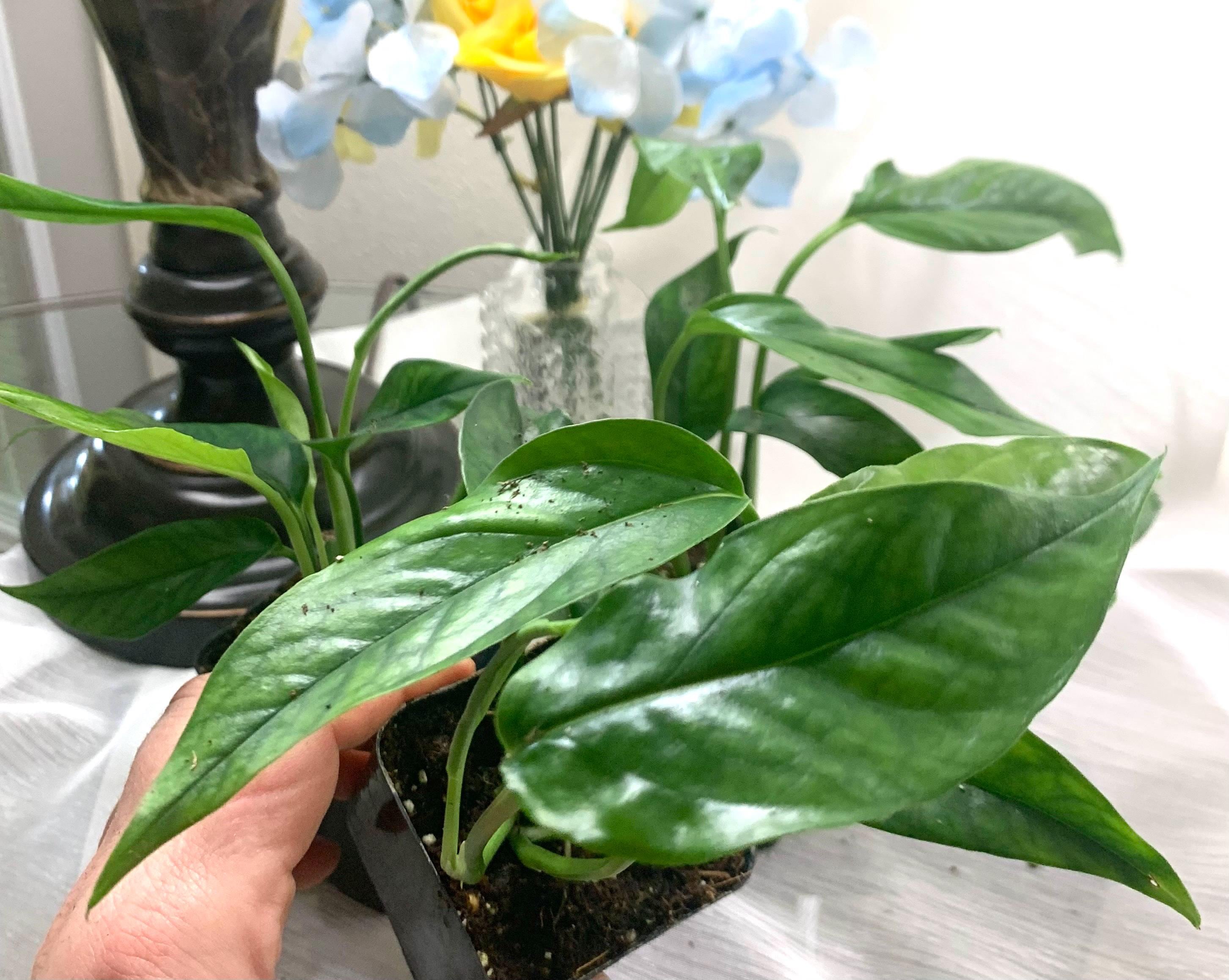 Baltic Blue Pothos, Epipremnum Pinnatum, Rooted Starter. - Etsy