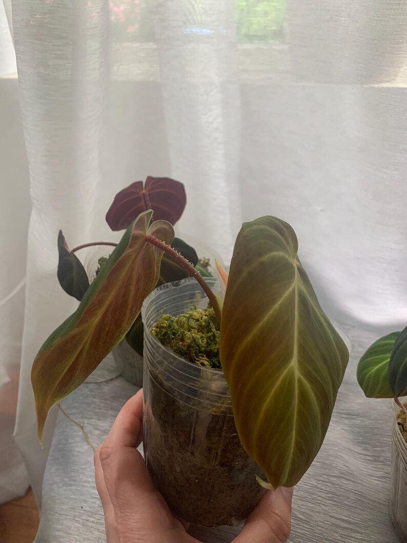 Philodendron Verrucosum Amazon Sunset. Starter. Rare Plant. Easy to ...