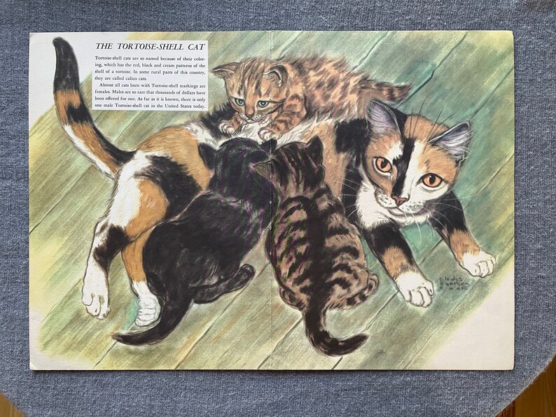 Vintage Original 1950s Tortoise Shell Cat Art Print By Gladys Emerson